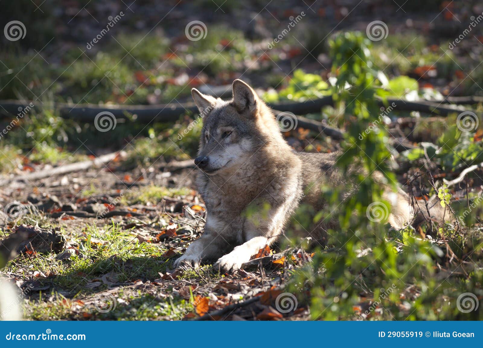 Gray Wolf Laid stock image. Image of lupus, fall, canine - 29055919
