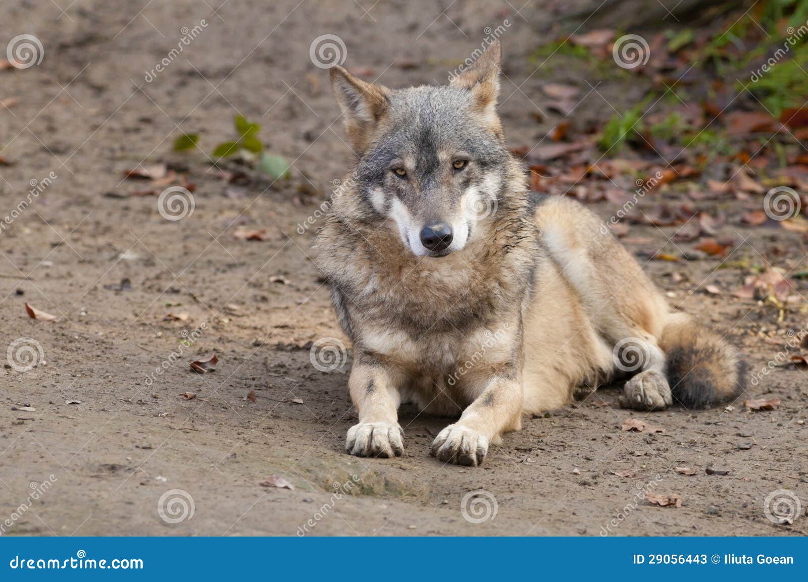 Gray Wolf Laid stock image. Image of romania, lupus, mammal - 29056443