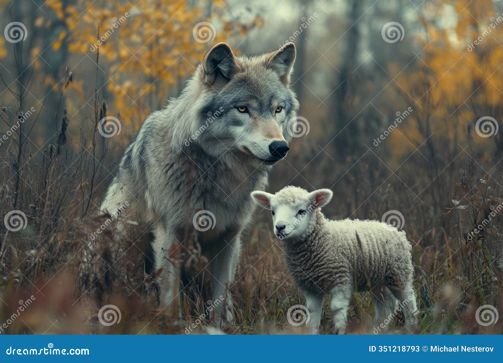 Gray Wolf and Lamb Standing Together in a Peaceful Scene in Autumn ...