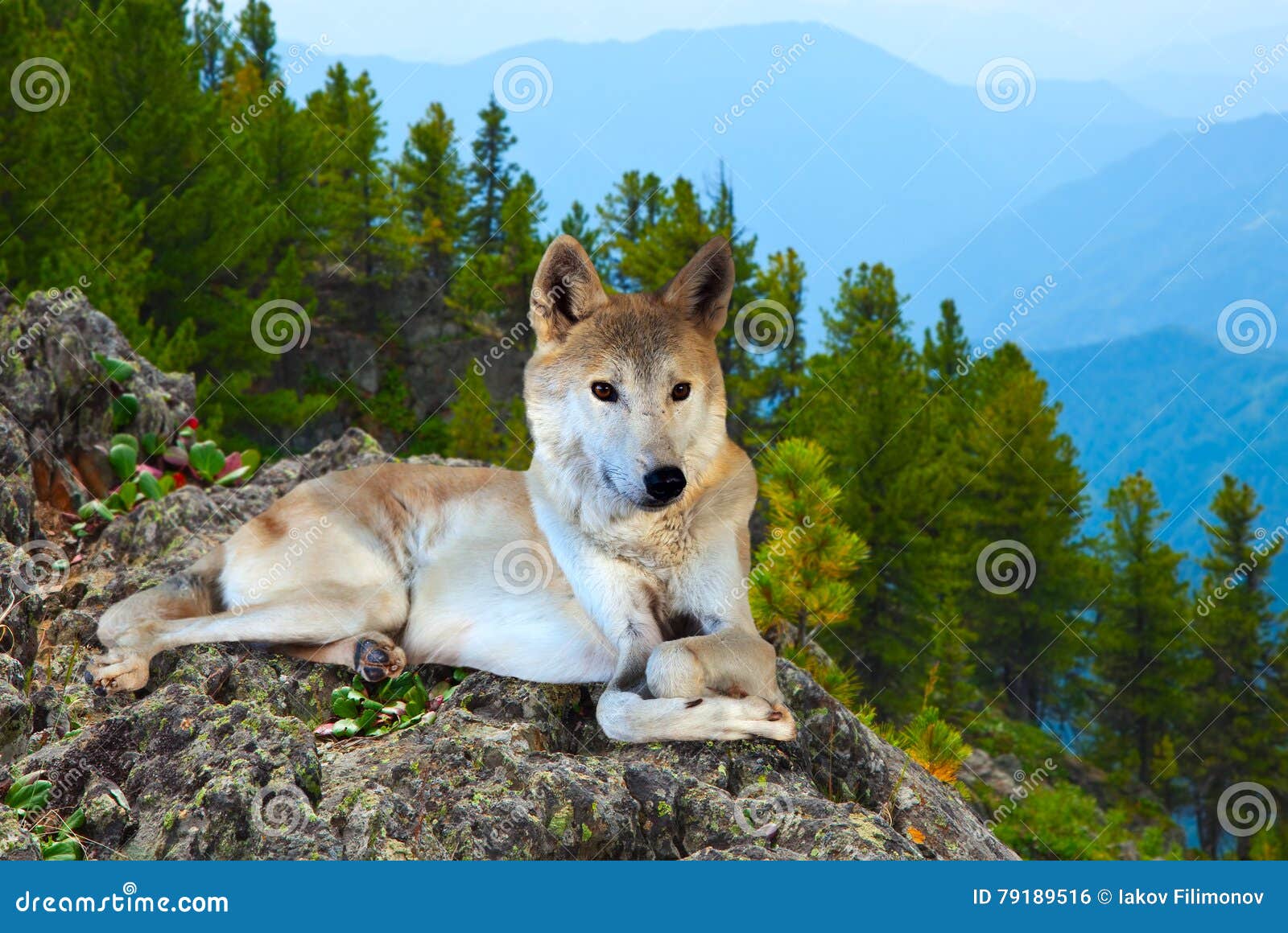 Gray wolf lays on rock stock photo. Image of single, captivity - 79189516