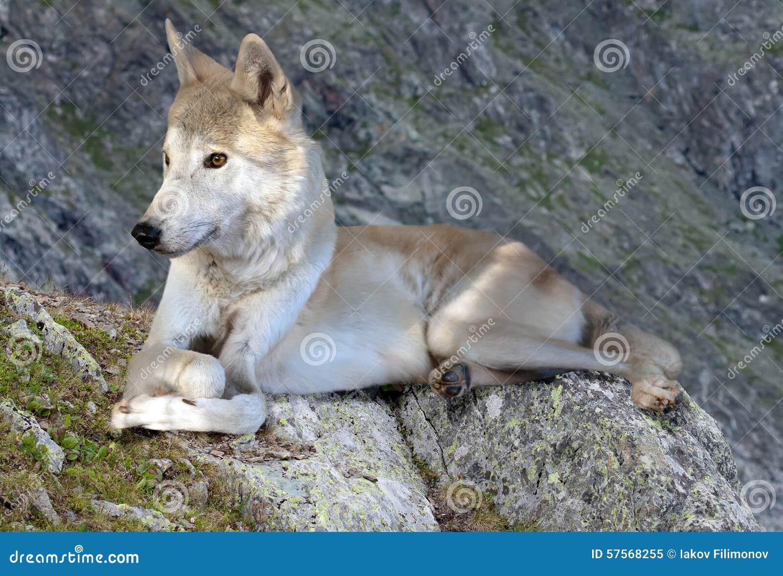 Gray wolf lays on rock stock image. Image of wilderness - 57568255
