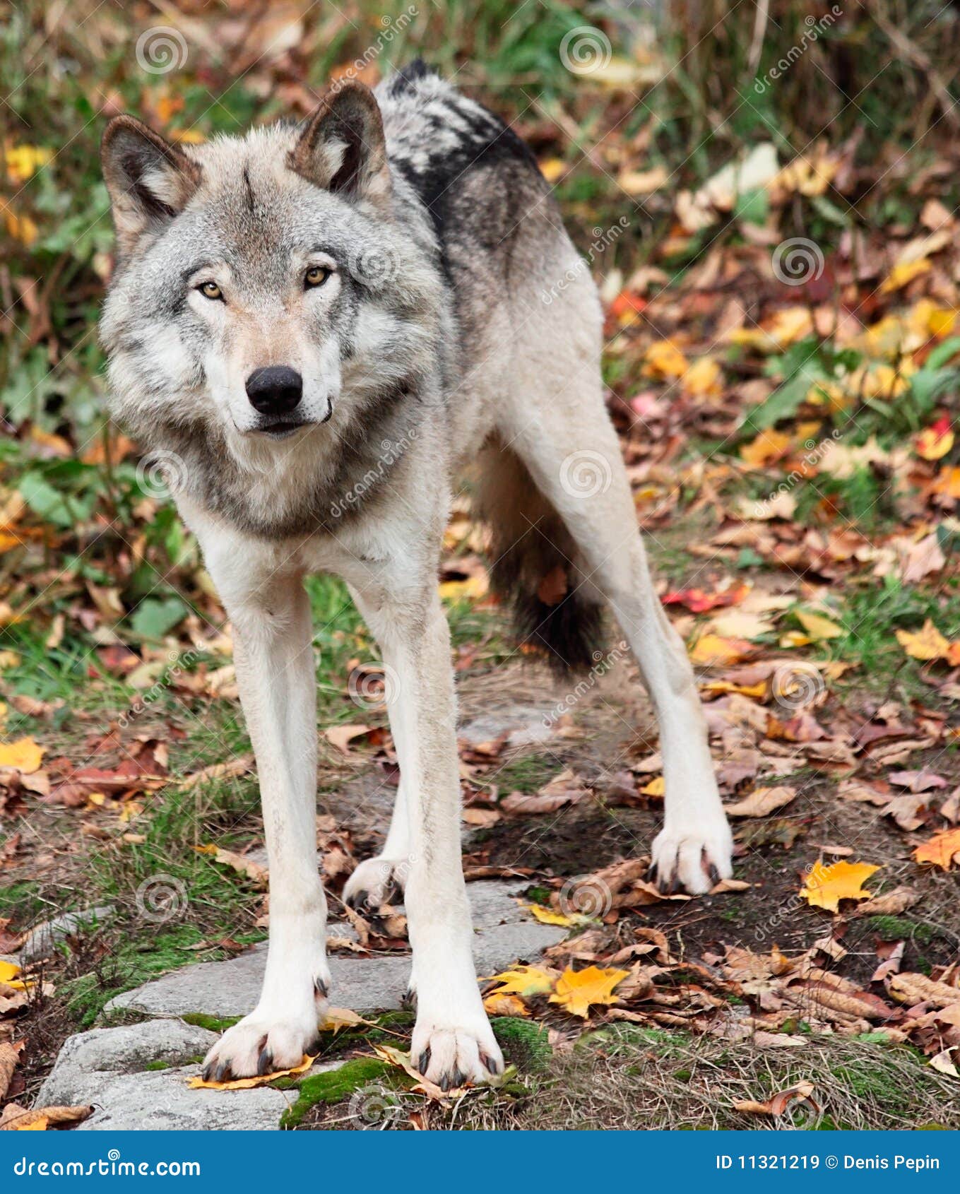Gray Wolf Looking Camera Stock Images - 159 Photos