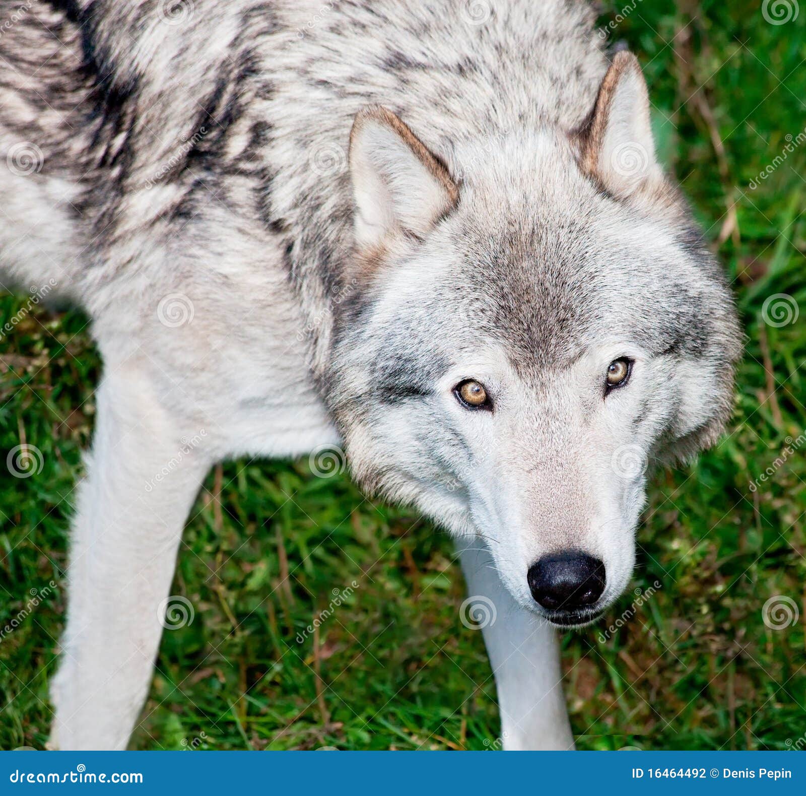 Gray Wolf Looking at You stock photo. Image of undomesticated - 16464492