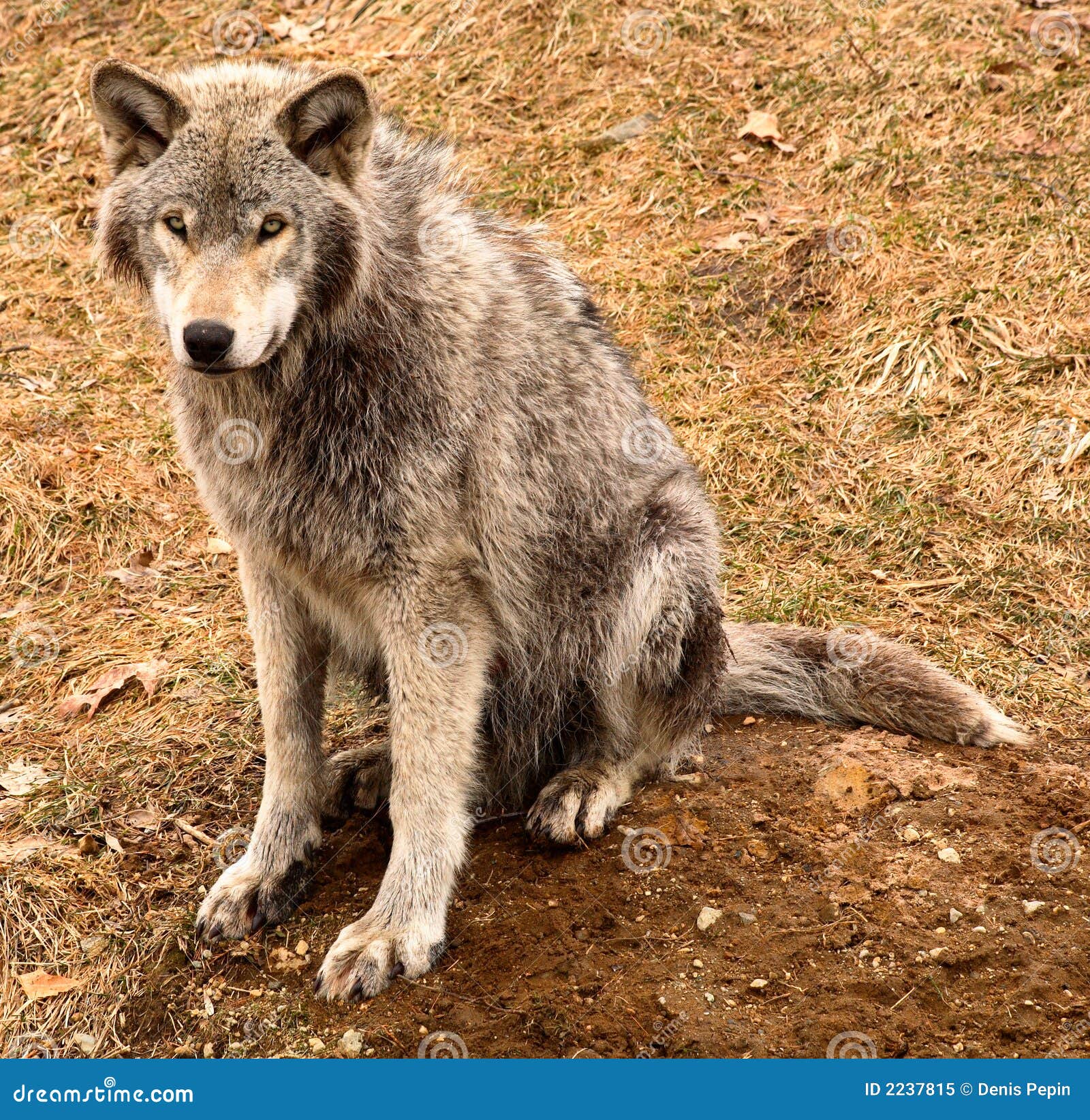 Wolf Looking Back In Yellow Grass Stock Photography | CartoonDealer.com ...