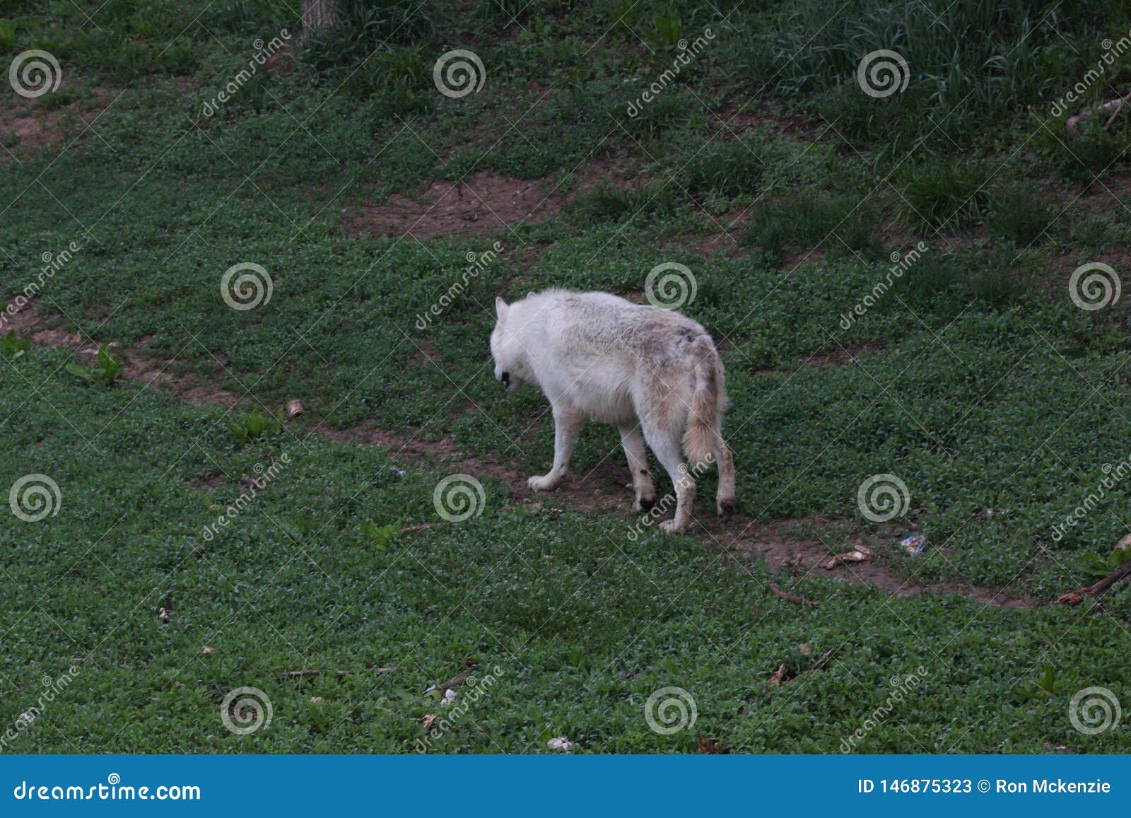 Gray Wolf on a Mountain Trail Stock Image - Image of hunting, closeup ...