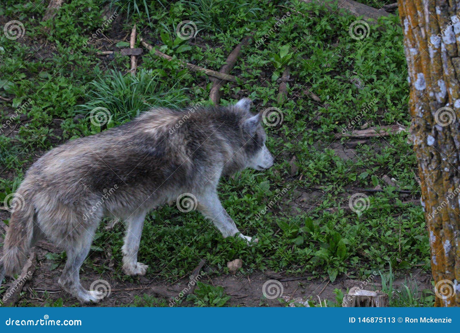Gray Wolf on a Mountain Trail Stock Image - Image of female, body ...