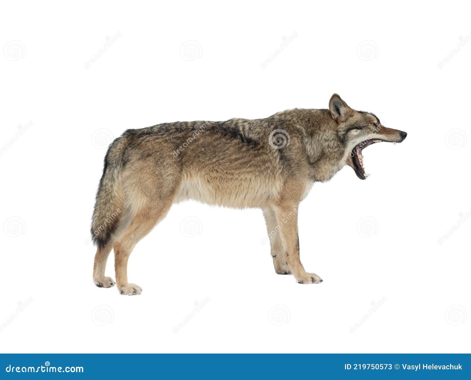 Wolf Growling Side View