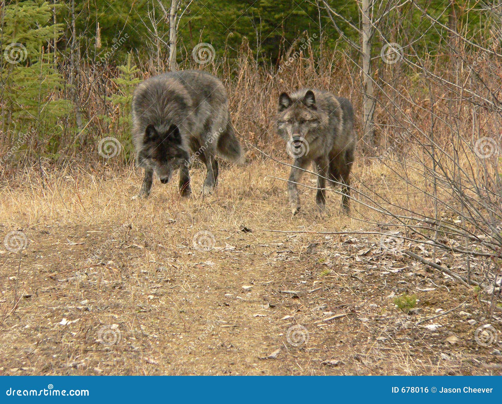 Gray Wolf Pair Walking stock photo. Image of walk, canid - 678016