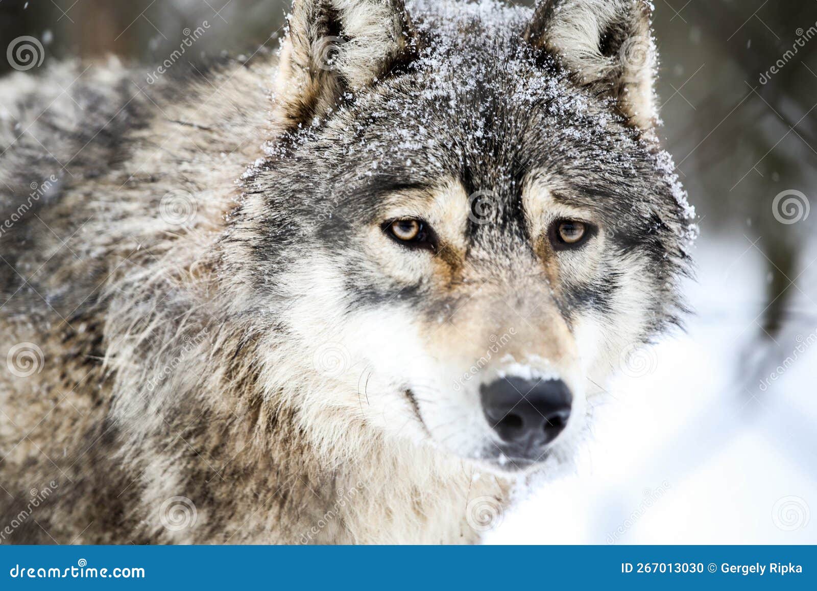 Gray Wolf in Winter Snowing Stock Photo - Image of snowing, wolfhead ...