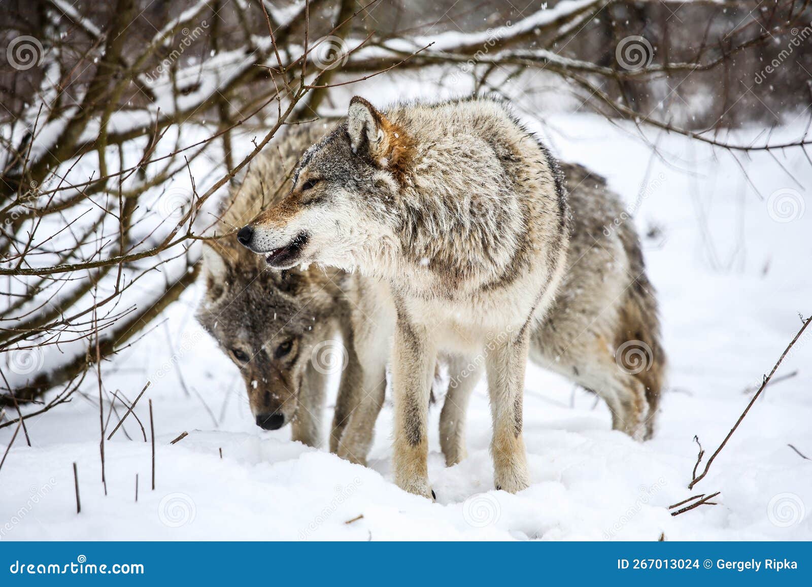 Gray Wolf in Winter Snowing Stock Photo - Image of nature, mammal ...