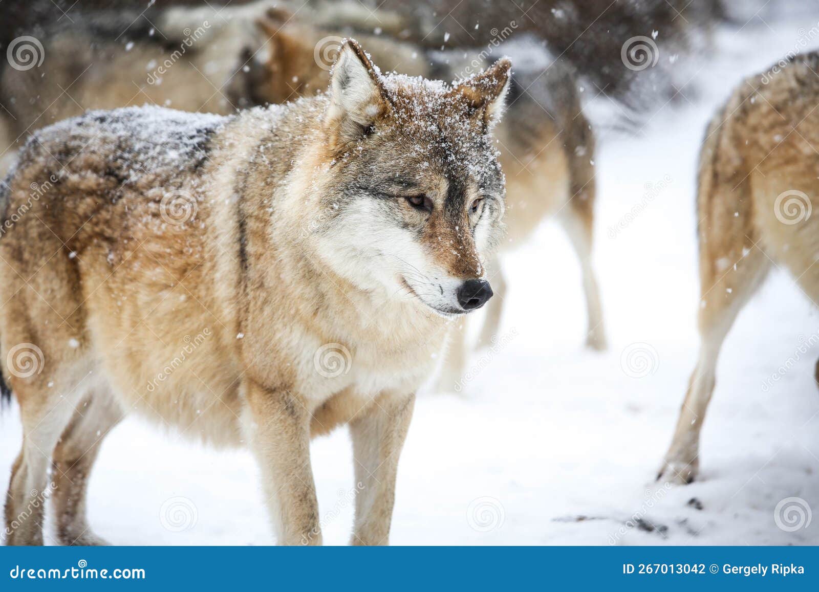 Gray Wolf in Winter Snowing Stock Photo - Image of winter, wolves ...
