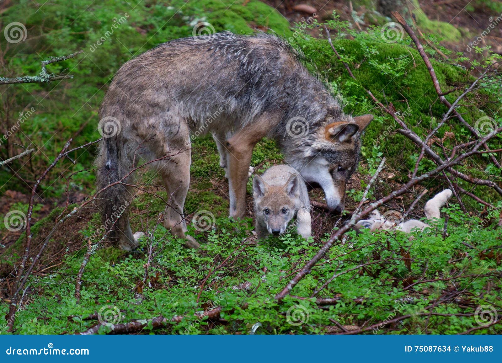 Gray wolf stock photo. Image of nature, animal, mammal - 75087634