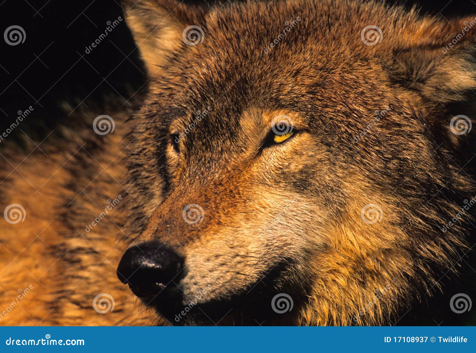 Gray Wolf Portrait stock image. Image of wildlife, animal - 17108937
