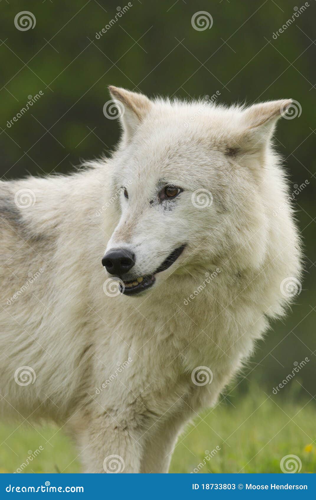 Gray Wolf portrait stock image. Image of creature, wildlife - 18733803