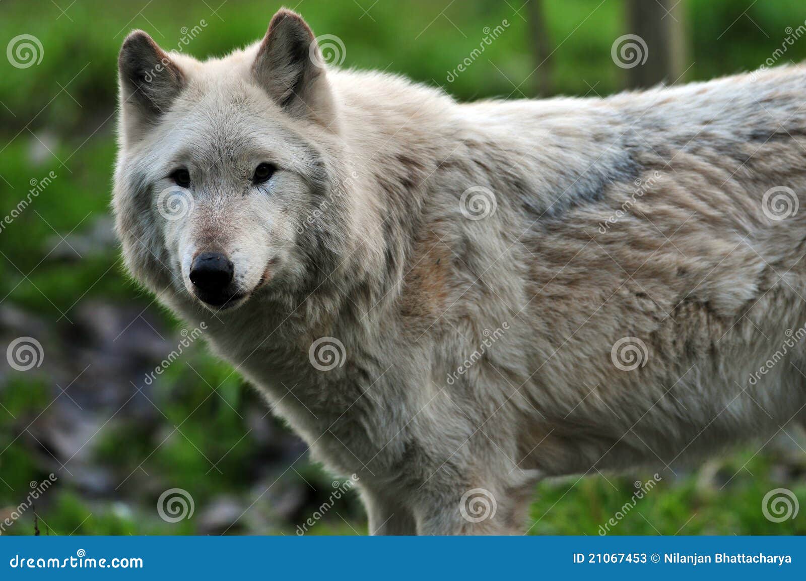 Gray wolf portrait stock image. Image of predator, carnivore - 21067453