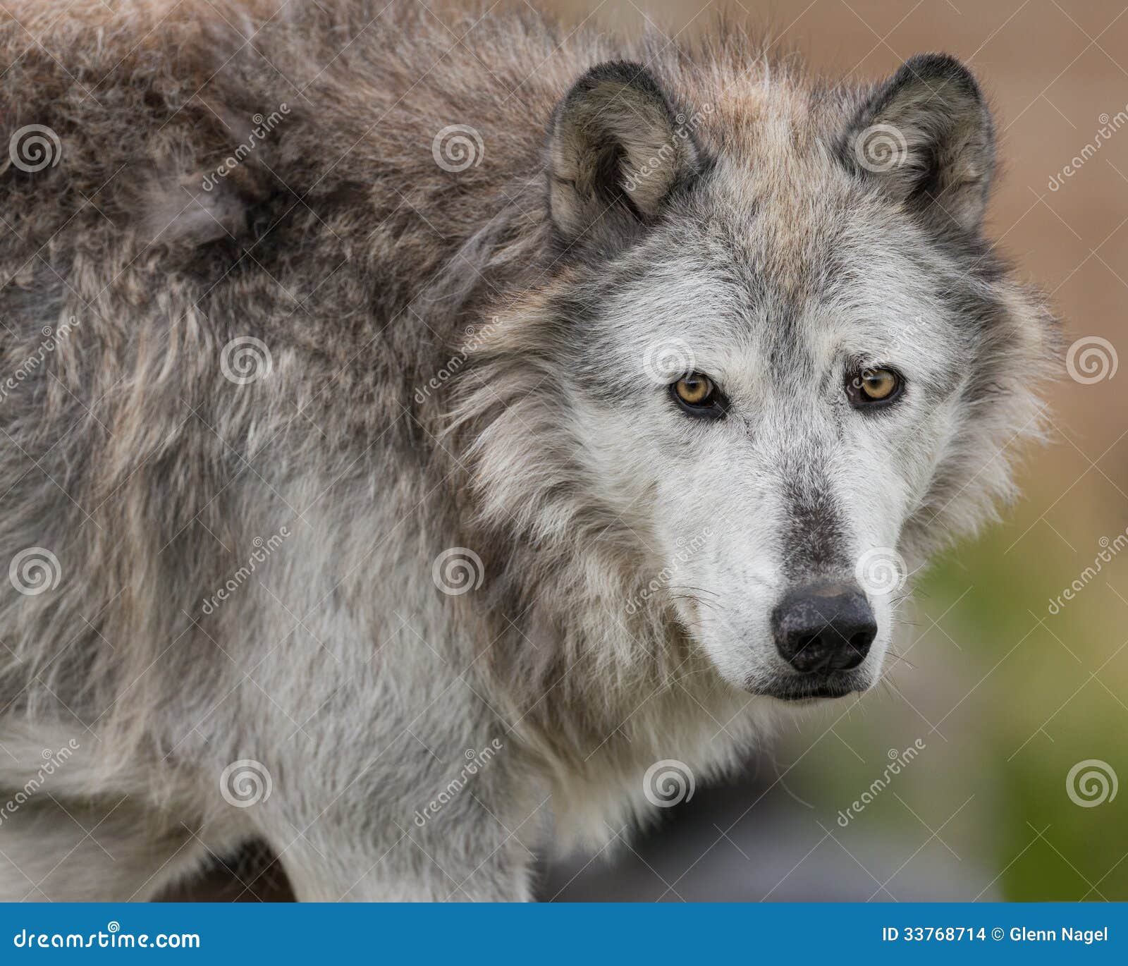 Gray wolf portrait stock photo. Image of grey, nature - 33768714