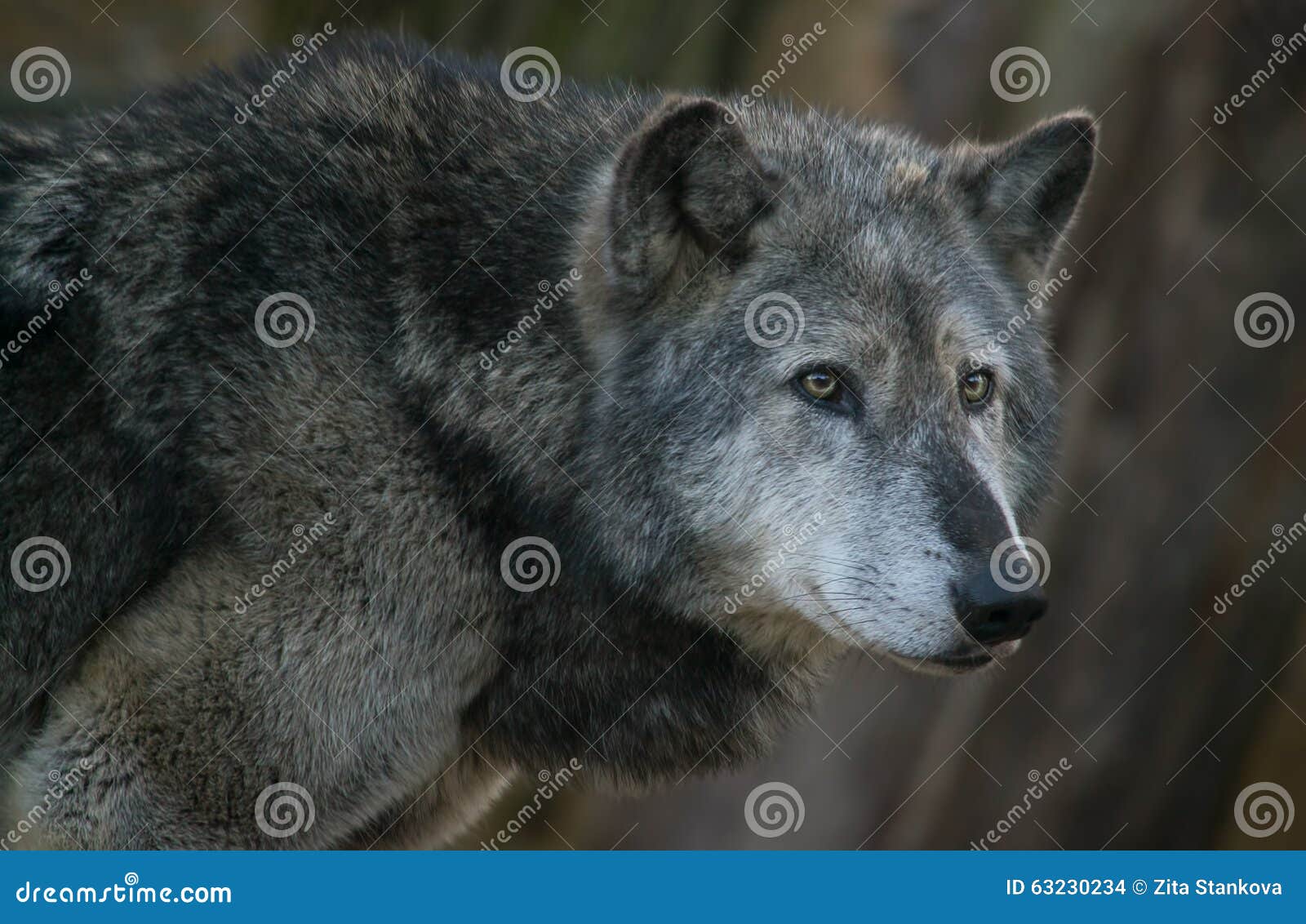 Gray wolf portrait stock photo. Image of nature, lovely - 63230234