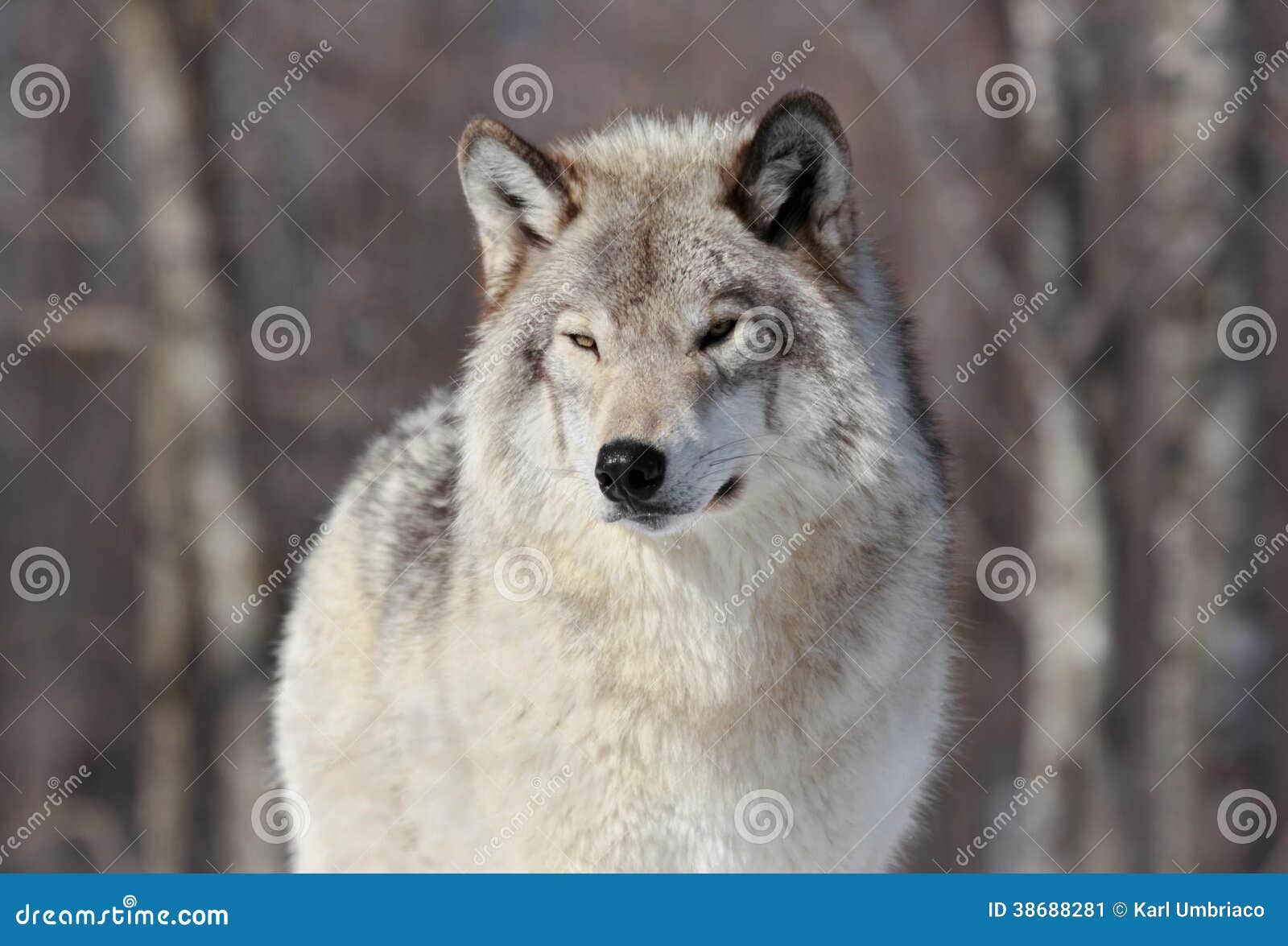 Gray wolf portrait stock image. Image of power, wildlife - 38688281
