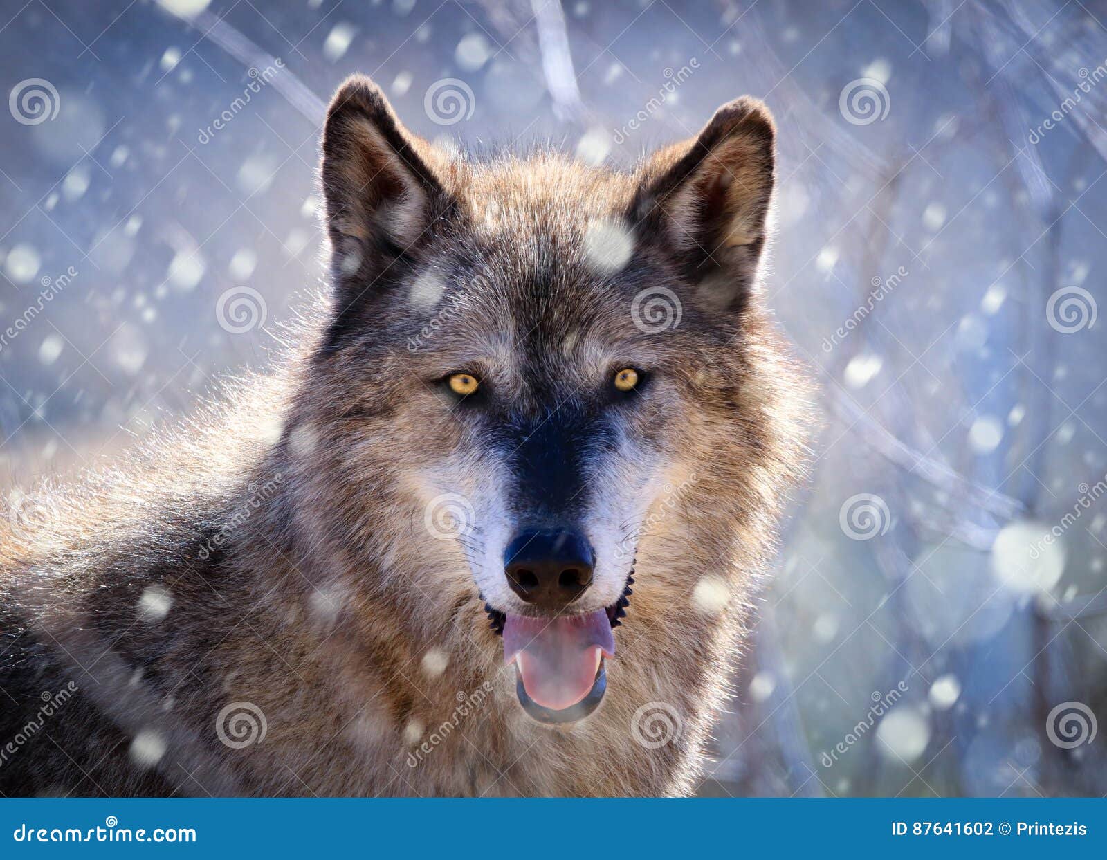 Gray Wolf Canis Lupus The Small Pack Frolics In The Snow Royalty-Free ...