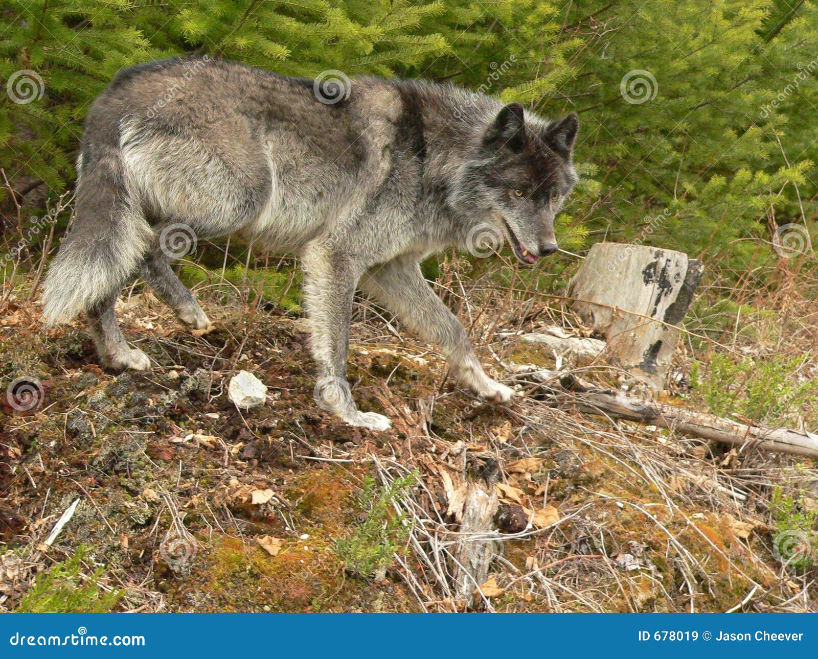 Gray Wolf on Prowl stock image. Image of wildlife, columbia - 678019