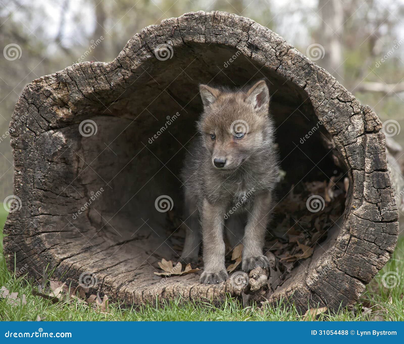 Gray Wolf Pup stock photo. Image of timber, wolf, mammal - 31054488