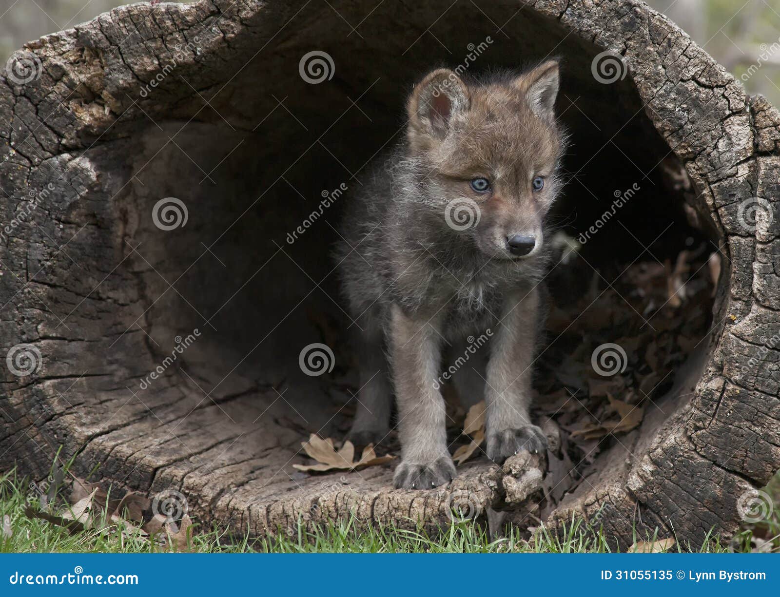 Gray Wolf Pup stock image. Image of timber, young, canine - 31055135