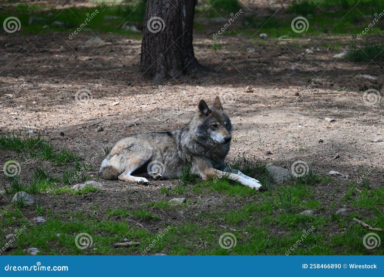 Gray Wolf Resting on the Forest on a Summer Day Stock Photo - Image of ...