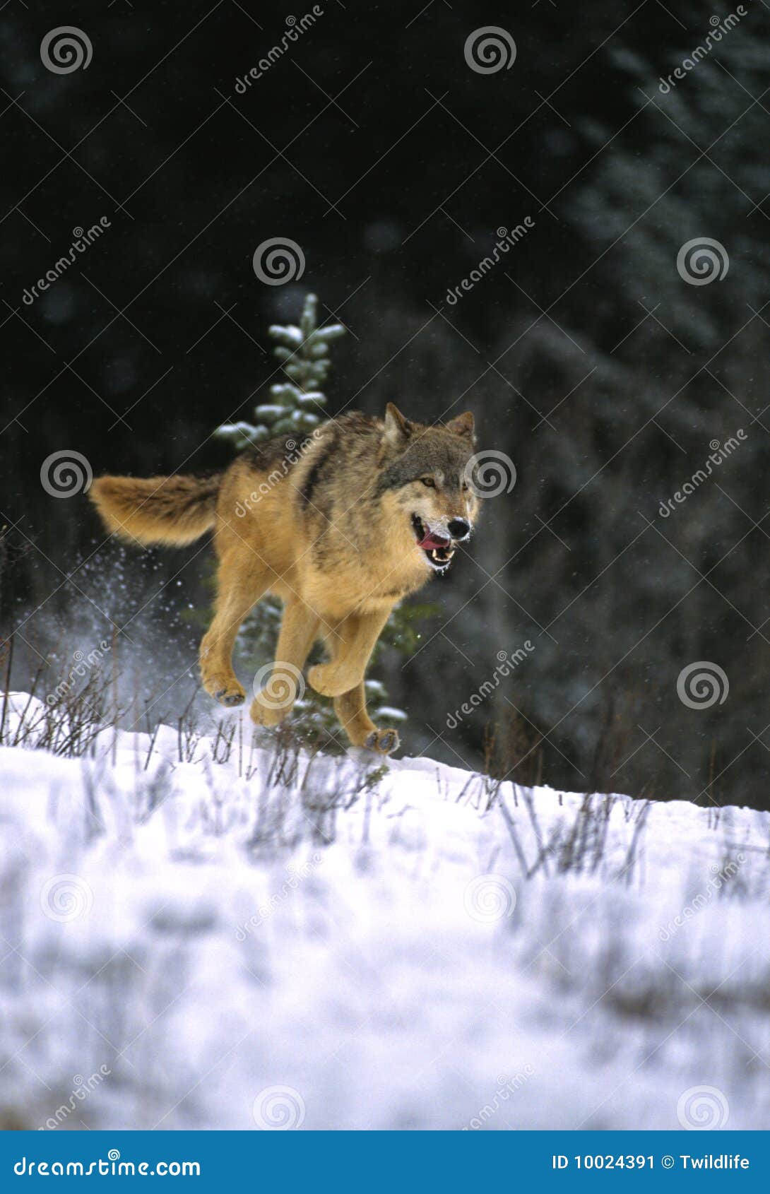 Gray Wolf Running stock image. Image of outdoors, winter - 10024391