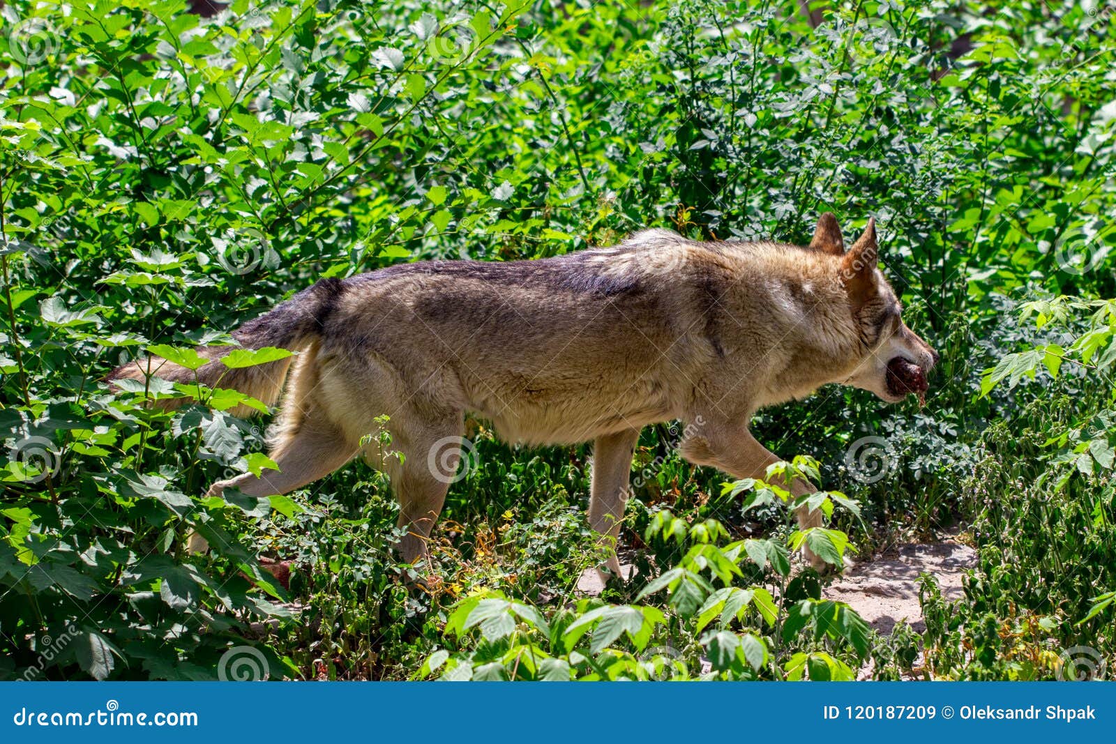 The Gray Wolf is Running on the Forest Stock Image - Image of natural ...