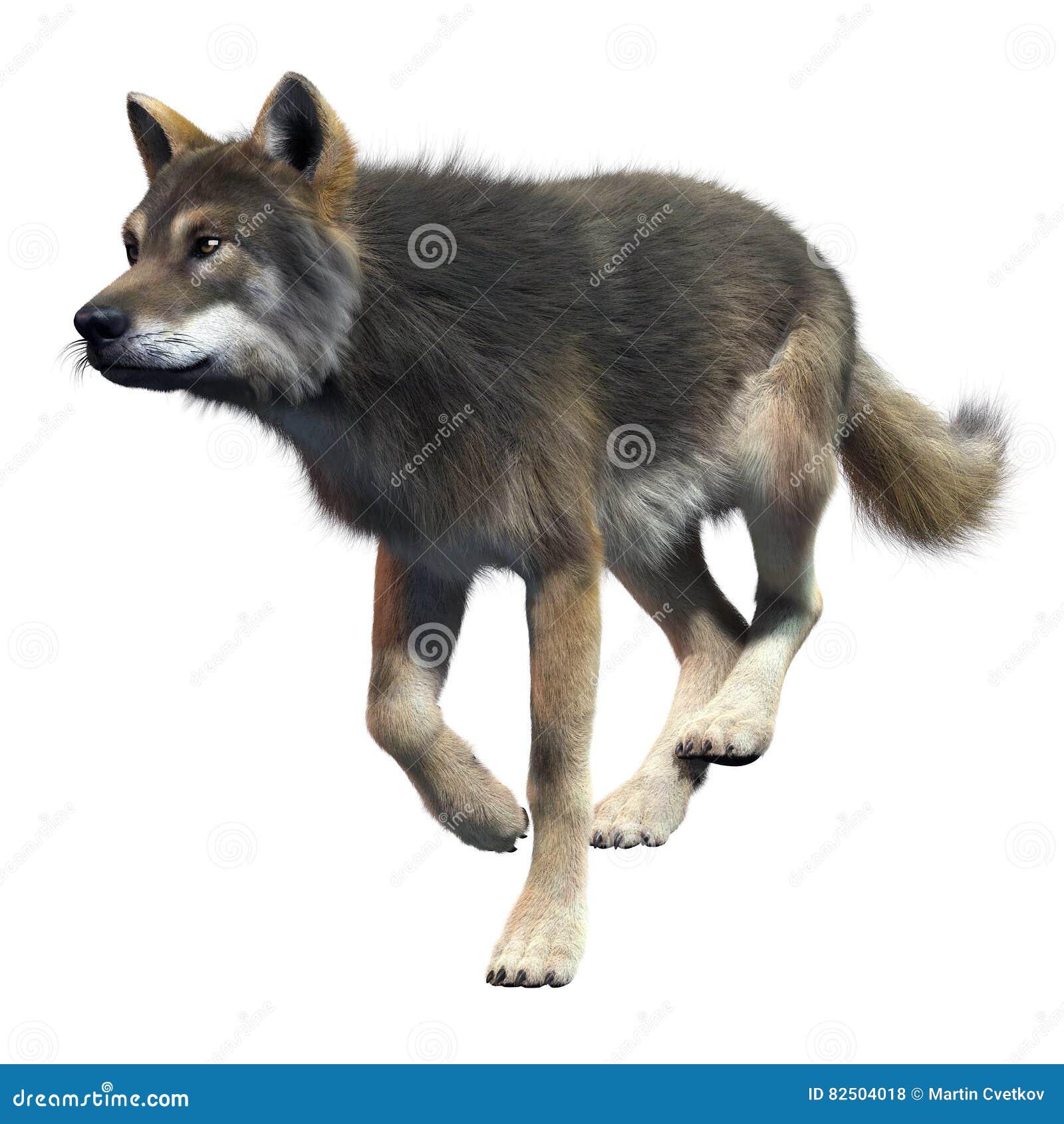 Gray Wolf Running Front View Stock Photo - Image of ocelot, rendered ...