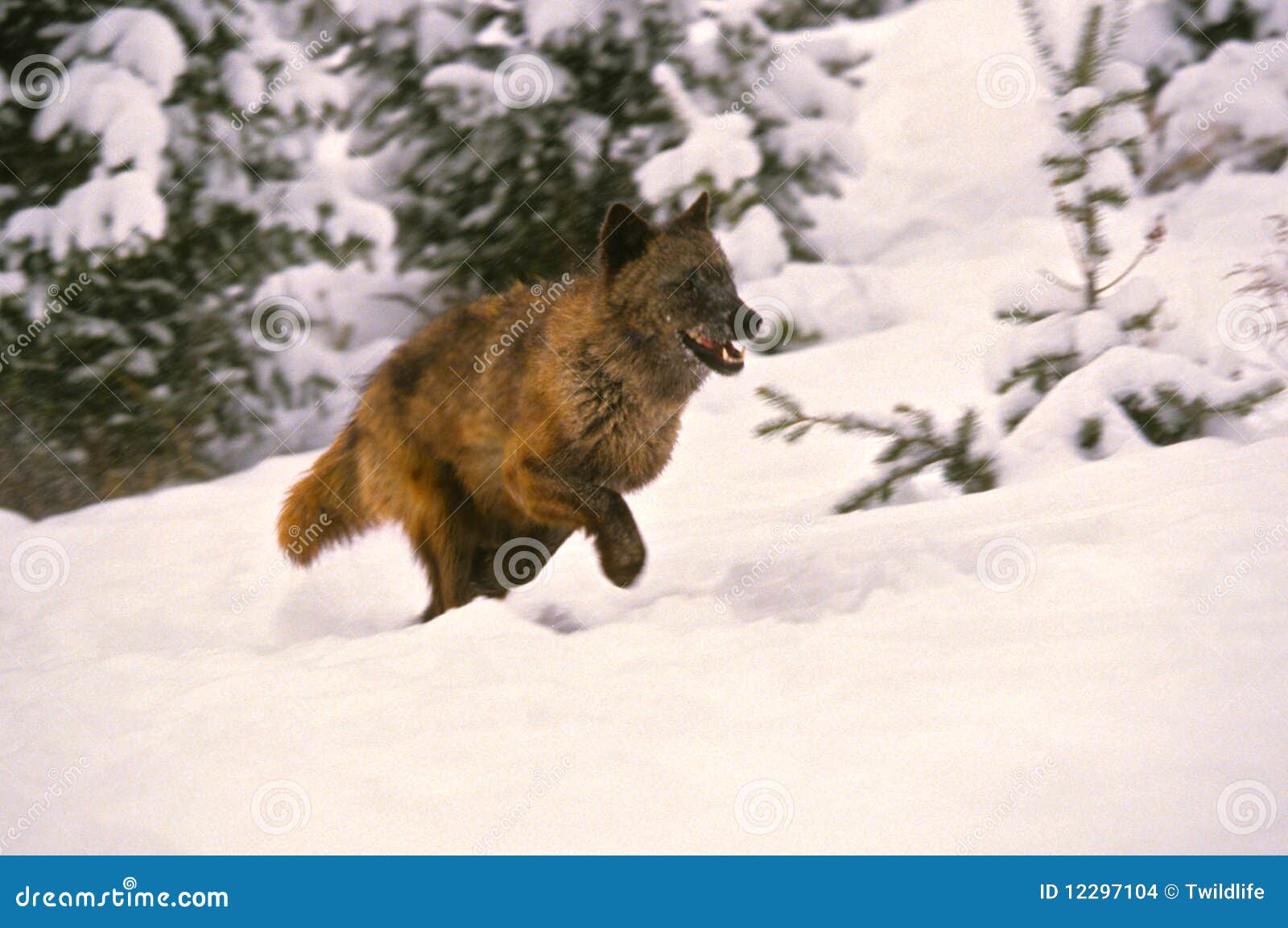 Gray Wolf Running in Snow stock photo. Image of snow - 12297104