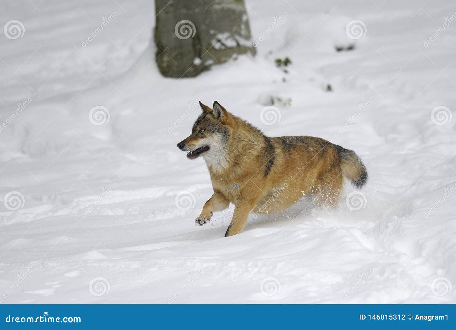 Gray Wolf Running in Winter Snow Stock Photo - Image of forest, europe ...
