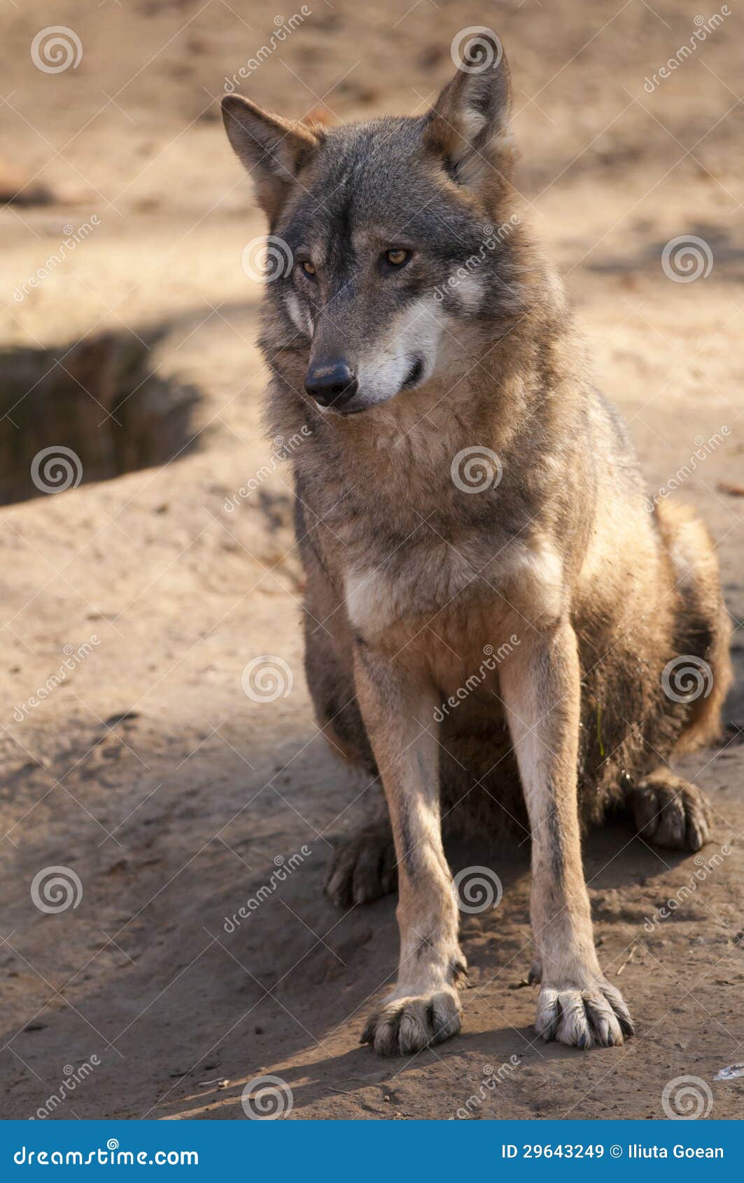 Wolf Side View Sitting