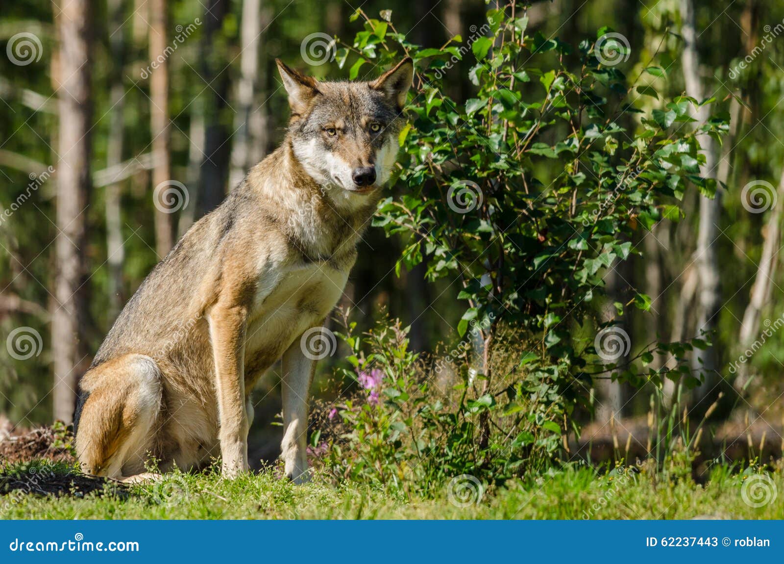 Gray wolf sitting stock image. Image of single, sitting - 62237443