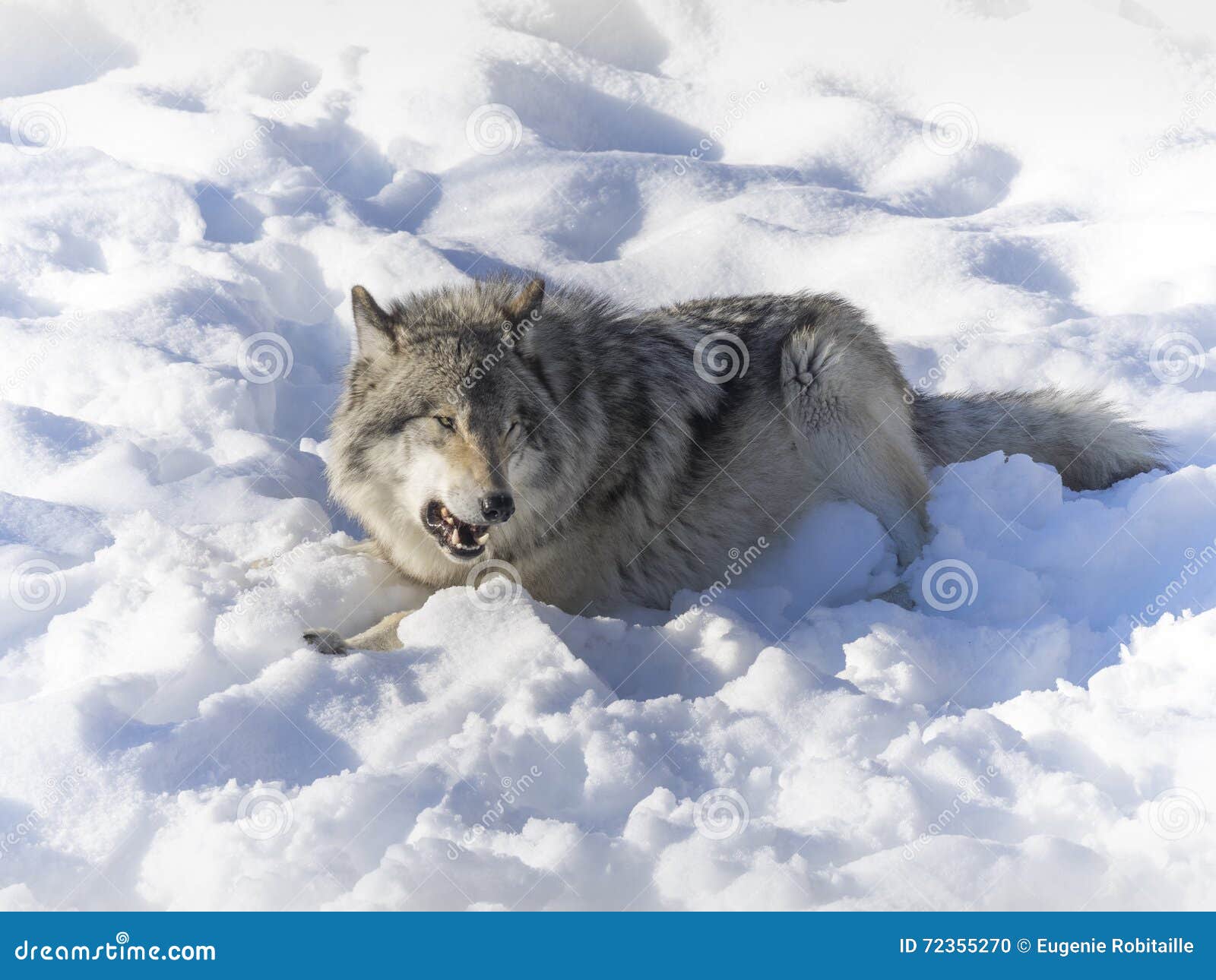 Gray wolf sitting stock photo. Image of snow, mammal - 72355270