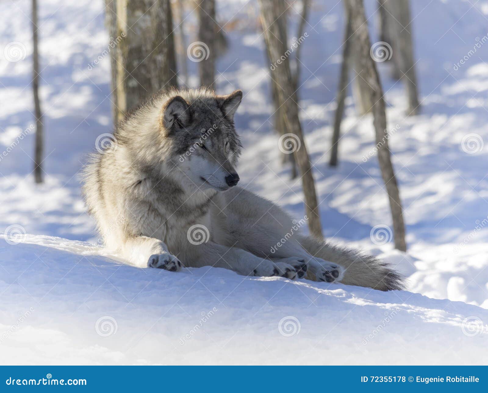 Gray wolf stock photo. Image of sitting, mammal, animal - 72355178