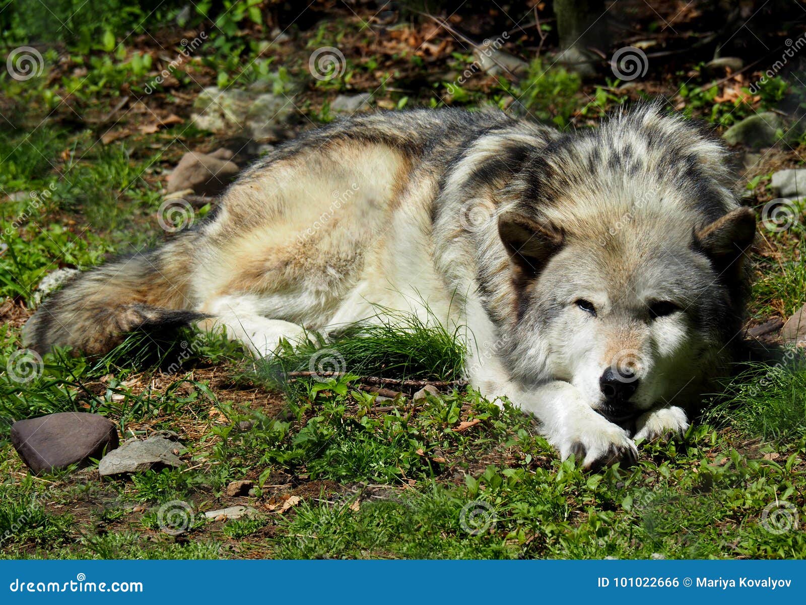 Gray Wolf Sleeping Comfortably Stock Photo - Image of wild, comfortably ...