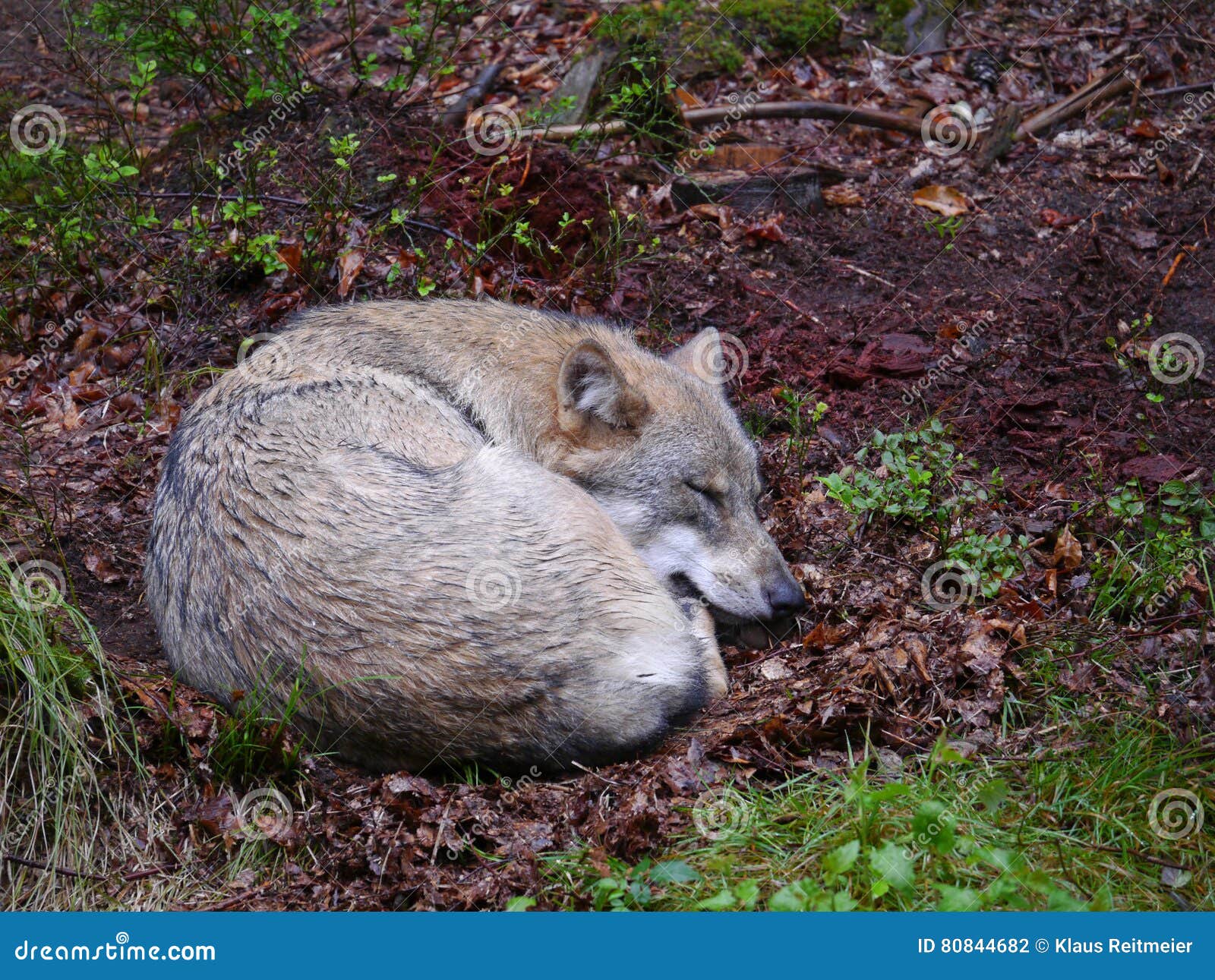 Gray wolf stock photo. Image of sleeping, carnivore, gray - 80844682