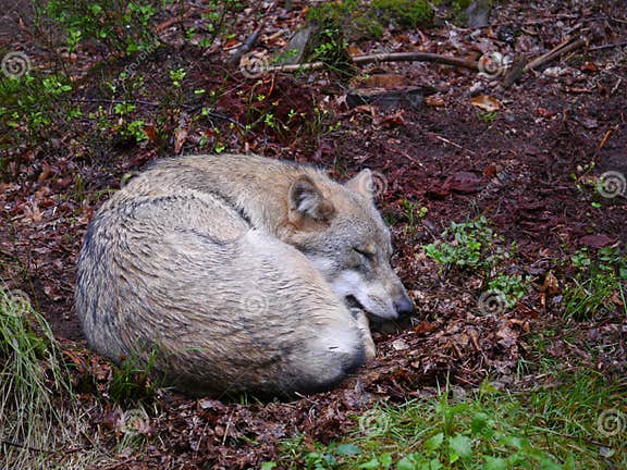 Gray wolf stock photo. Image of sleeping, carnivore, gray - 80844682