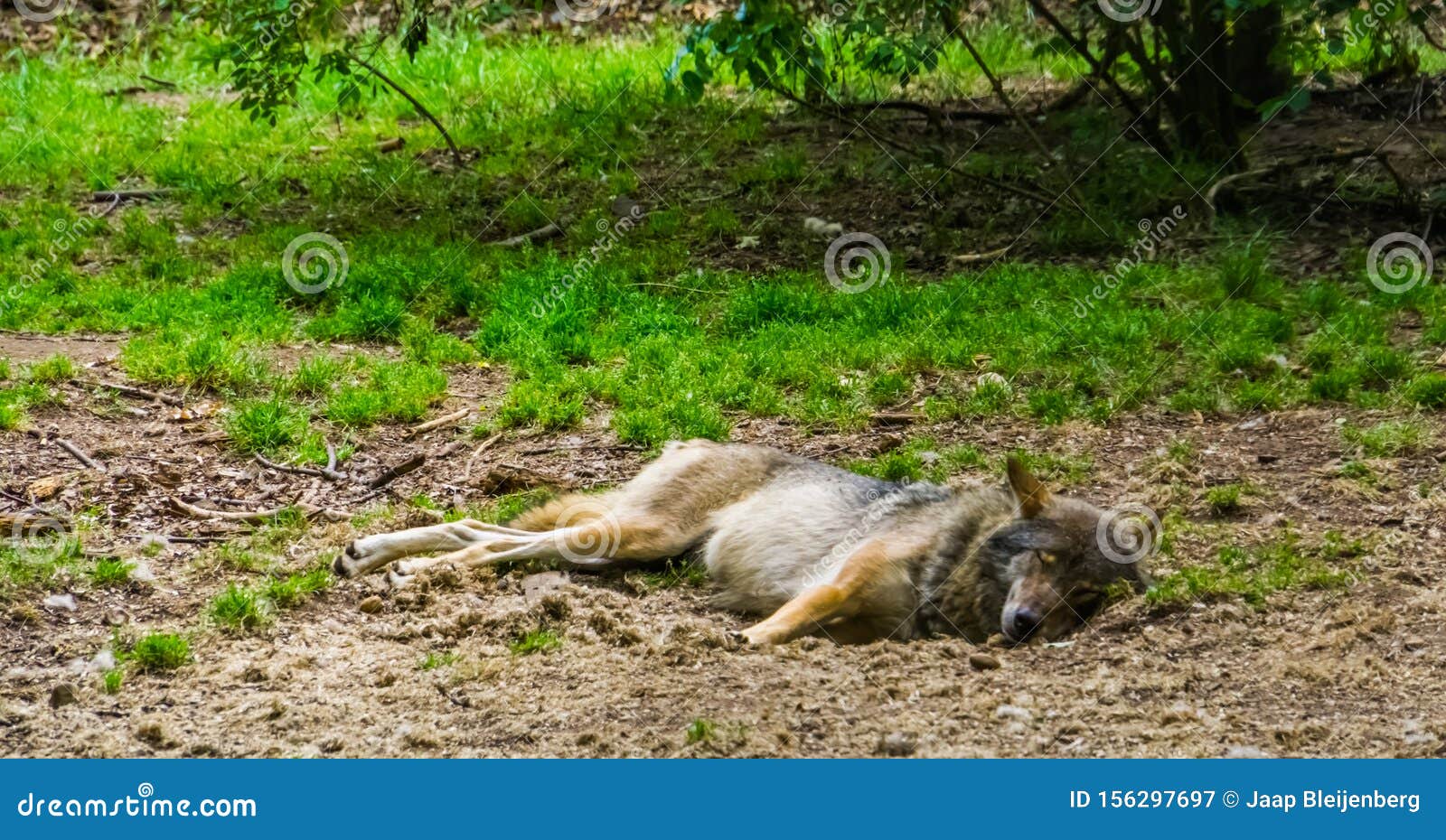 Gray Wolf Sleeping on the Ground of a Forest, Common Carnivorous Mammal ...
