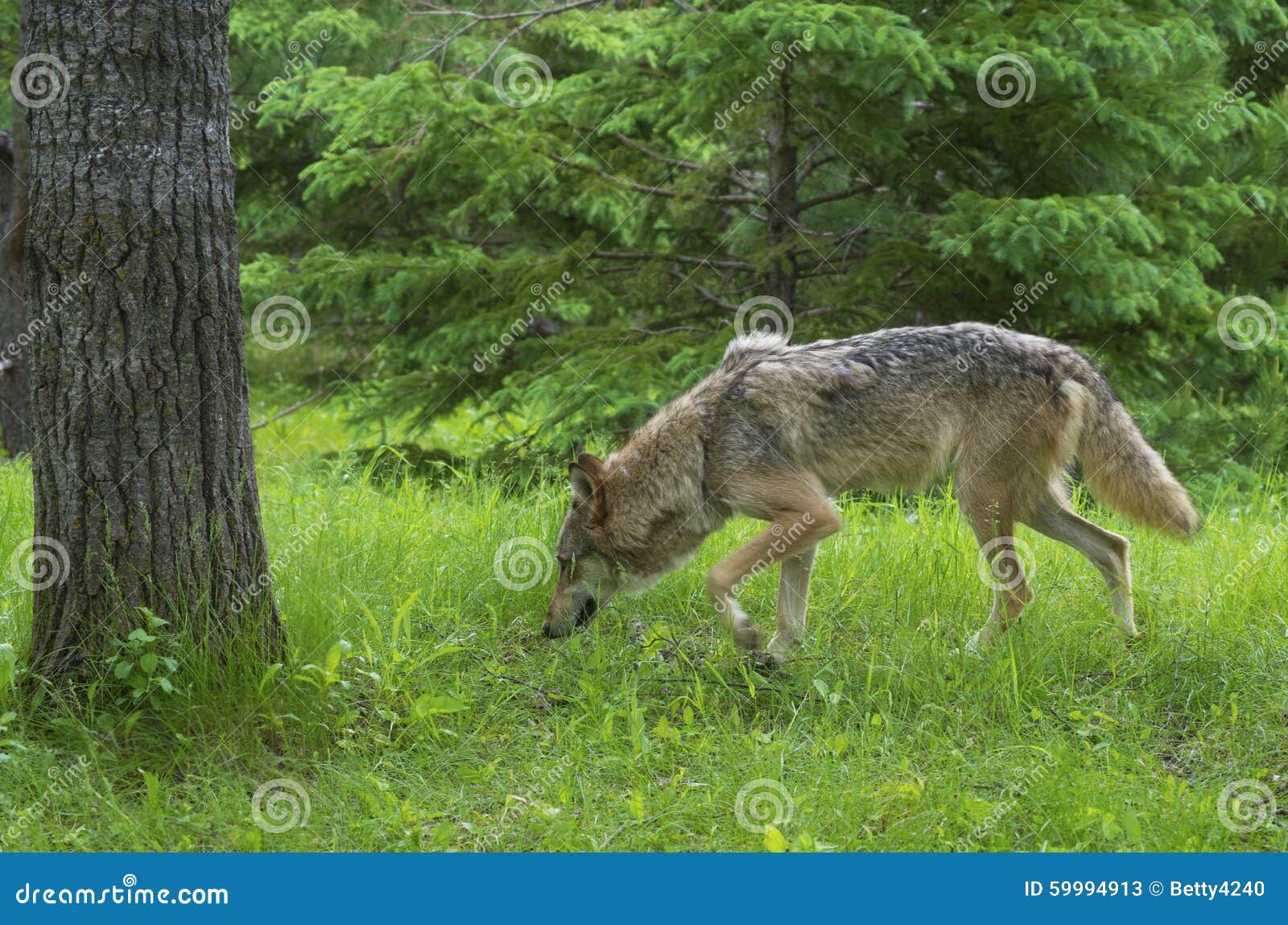 Gray Wolf Smelling in Green Grass. Stock Image - Image of adults, baby ...