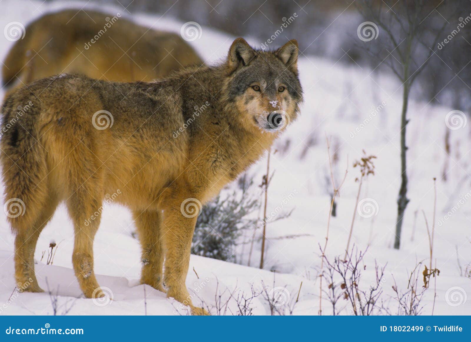 Gray Wolf in Snow stock image. Image of wildlife, snow - 18022499