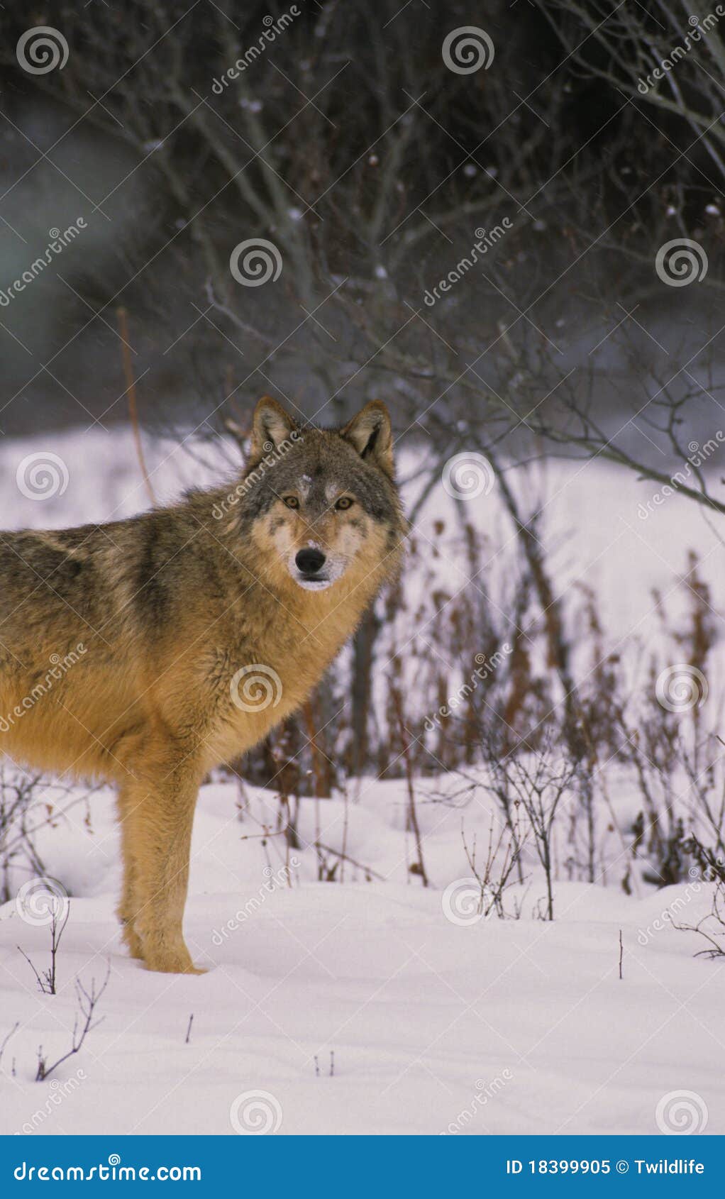 Gray Wolf in Snow stock image. Image of wilderness, snow - 18399905