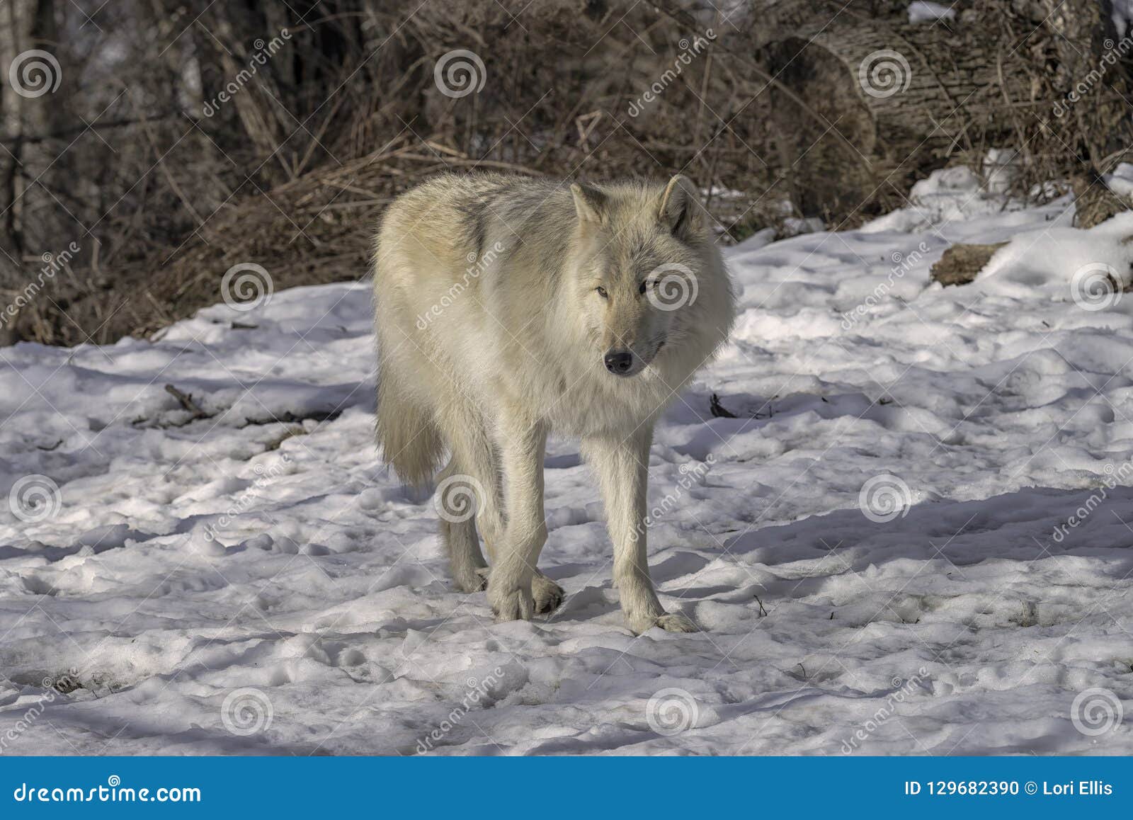 Gray Wolf in the Snow stock photo. Image of alpha, outdoors - 129682390