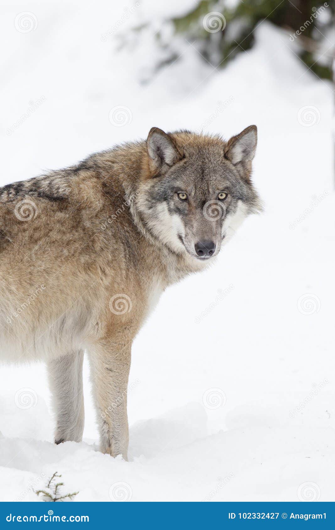 Gray wolf in snow stock image. Image of fauna, european - 102332427