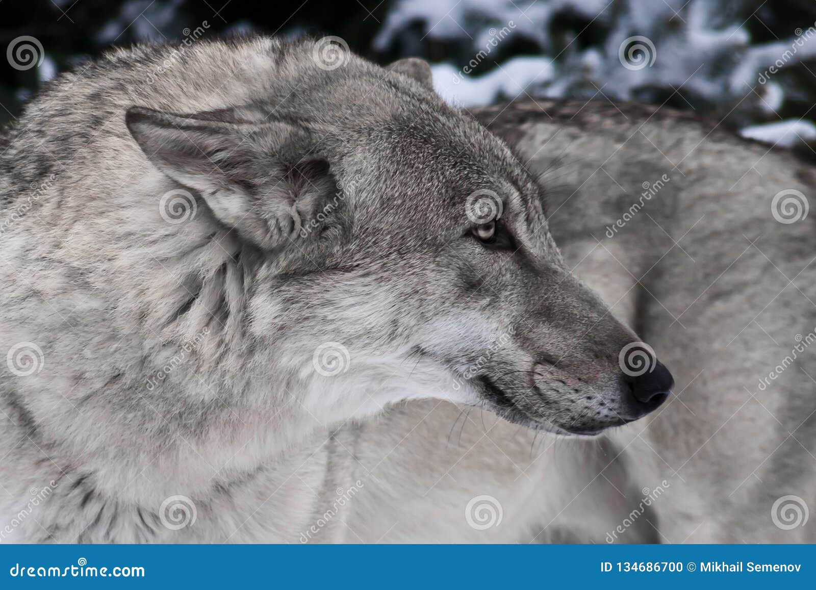 Gray wolf in the snow stock photo. Image of nature, wolf - 134686700