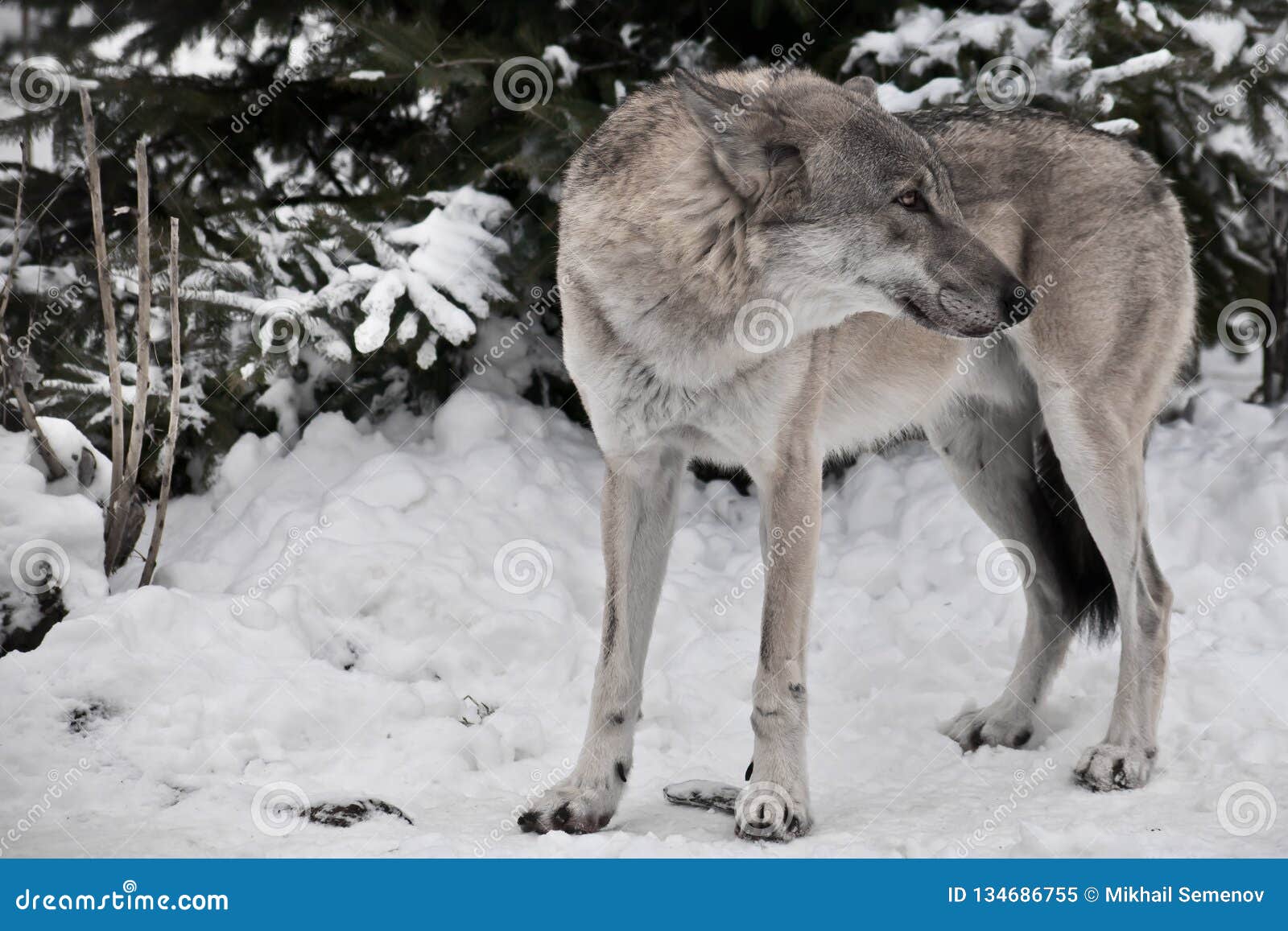 Gray wolf in the snow stock image. Image of portrait - 134686755