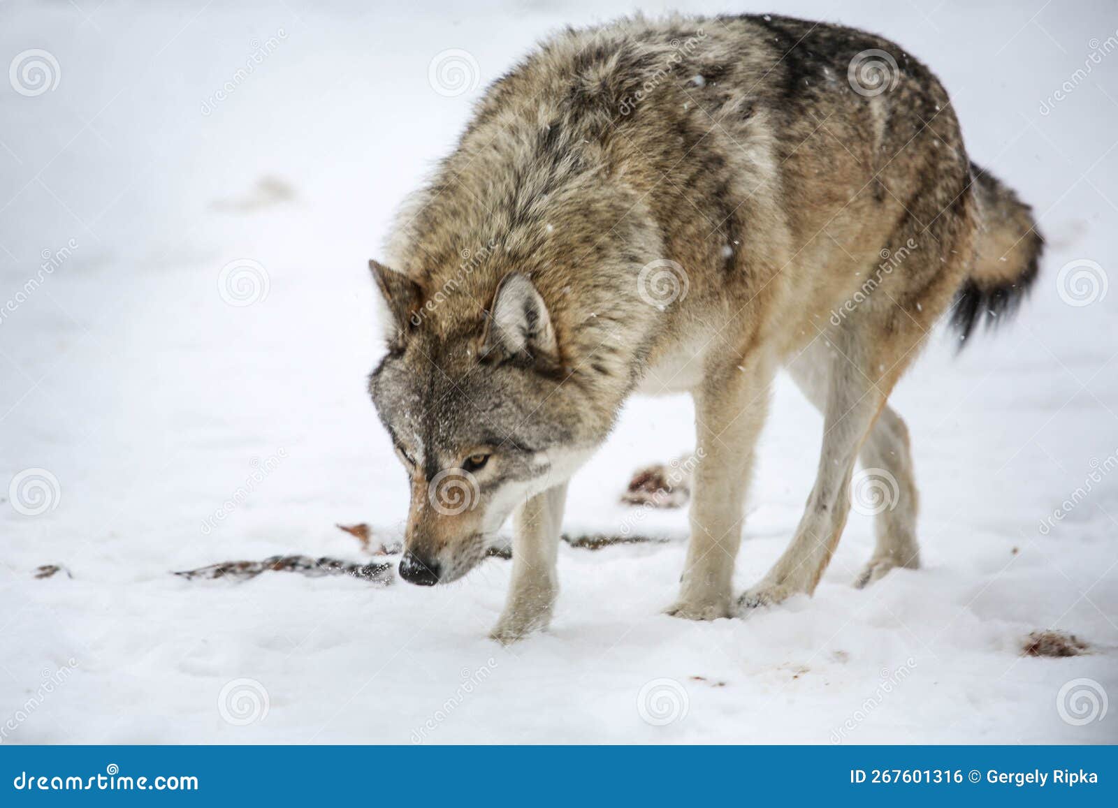 Gray Wolf in the snowfall stock photo. Image of cold - 267601316