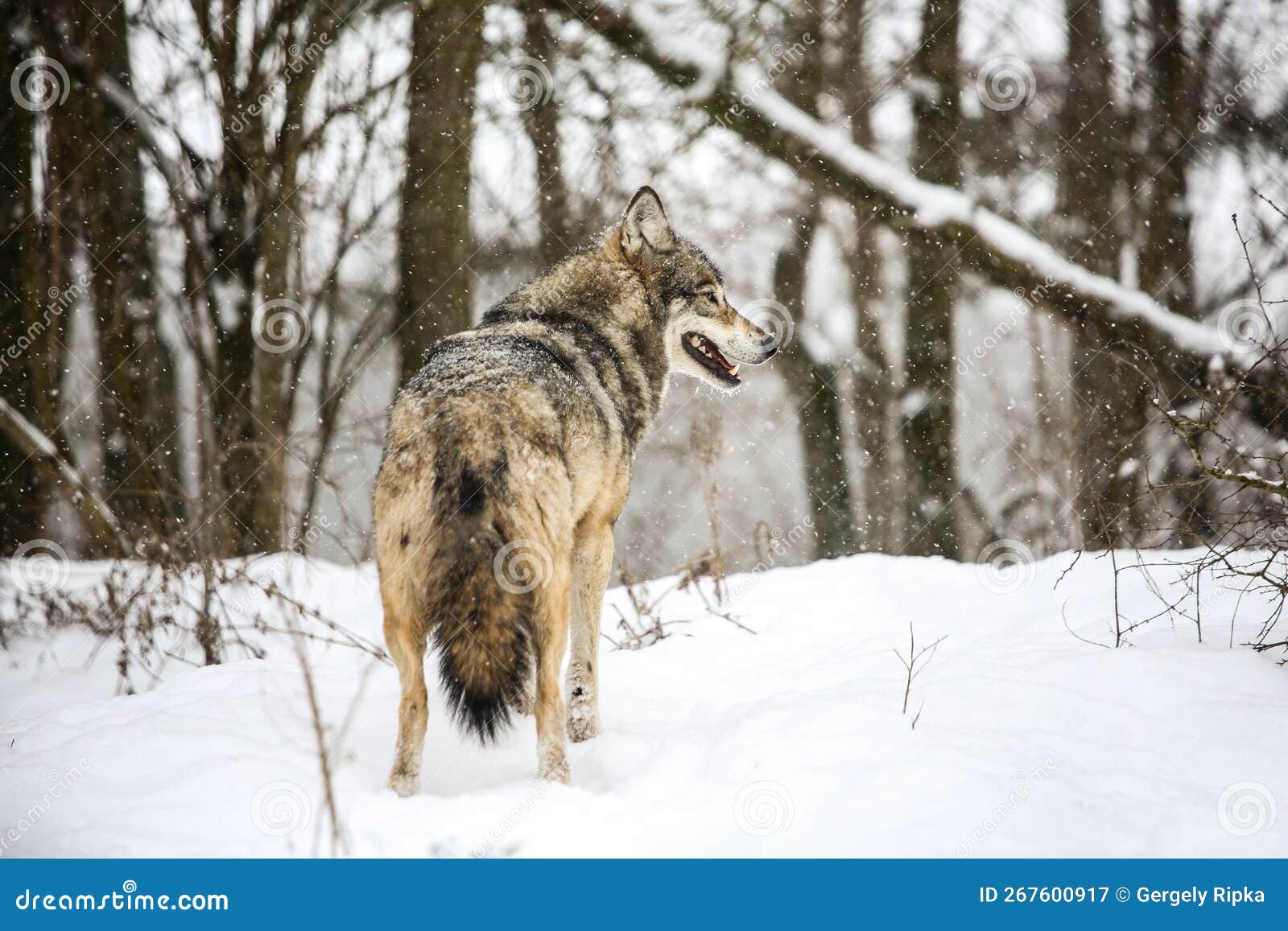 Gray Wolf in the snowfall stock image. Image of snow - 267600917