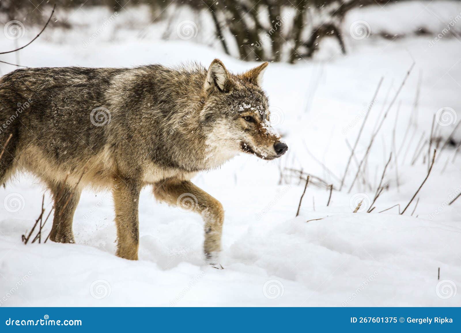 Gray Wolf in the snowfall stock image. Image of wolves - 267601375